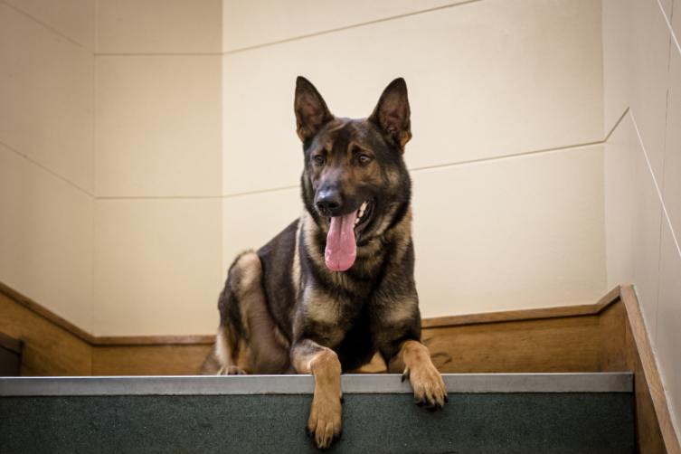 Police dog section train at Worcester school | West Mercia Police